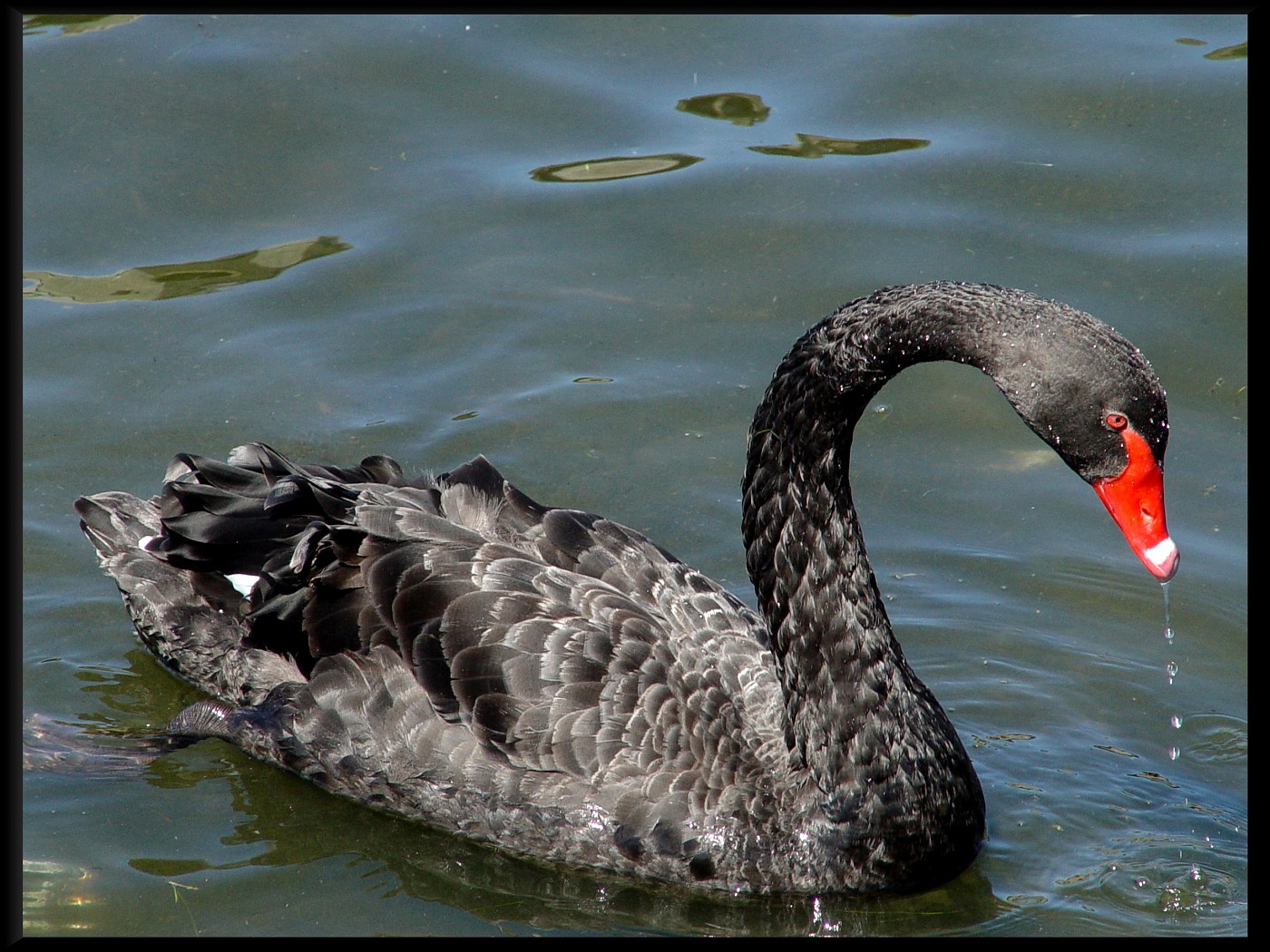 Photo: swan | Nostalgia album | Kira...gone with the Wind:) | Fotki.com ...