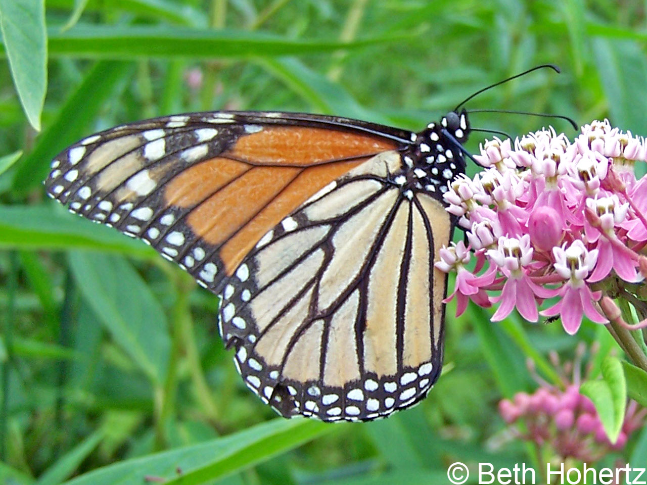 Native Insects album | BethHohertz | Fotki.com, photo and video sharing ...