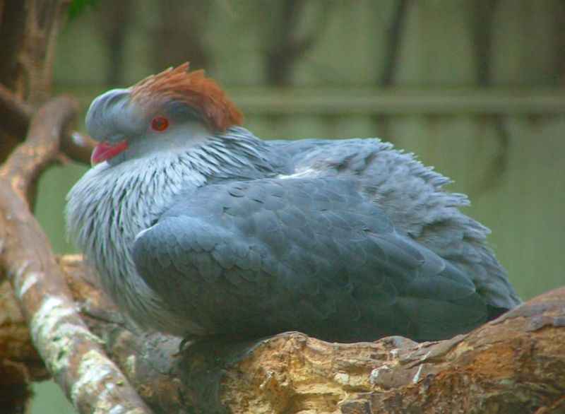 Photo: Top Knot pigeon | Topknot Pigeon album | ooO(PETER)Ooo | Fotki ...