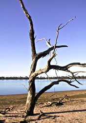 Photo: billabong tree | Trees album | ooO(PETER)Ooo | Fotki.com, photo ...