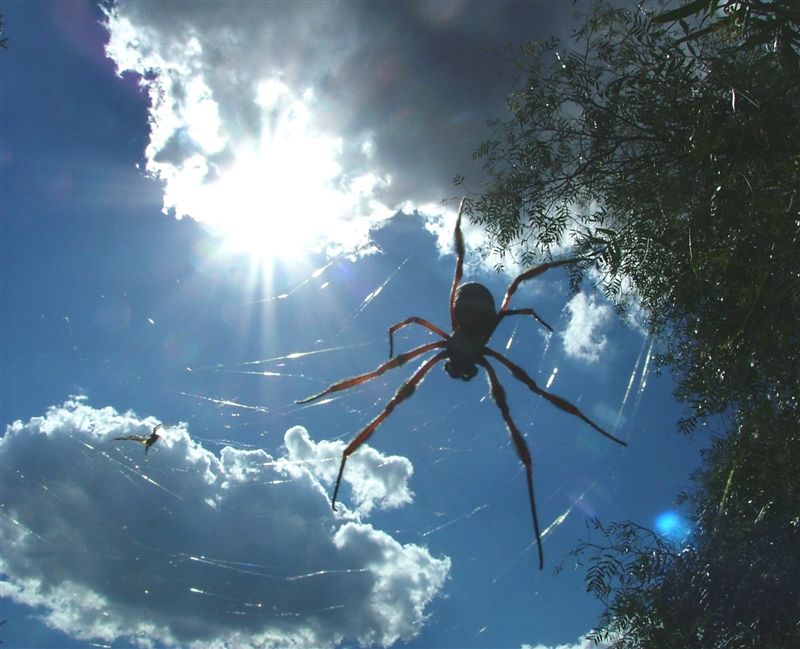 Photo: Spider Silhouette | Australian Fauna (Animals) album | ooO(PETER ...