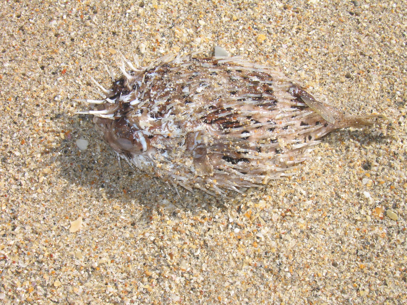 Photo: Puffer Fish. | Ft. Lauderdale, Florida (Day 4) album | >>>www ...