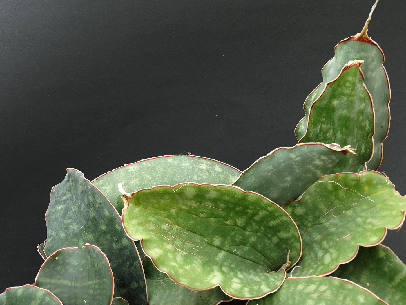Photo: Sansevieria sp. Mbeya Prov. 4 | Sansevieria. album | Cok ...