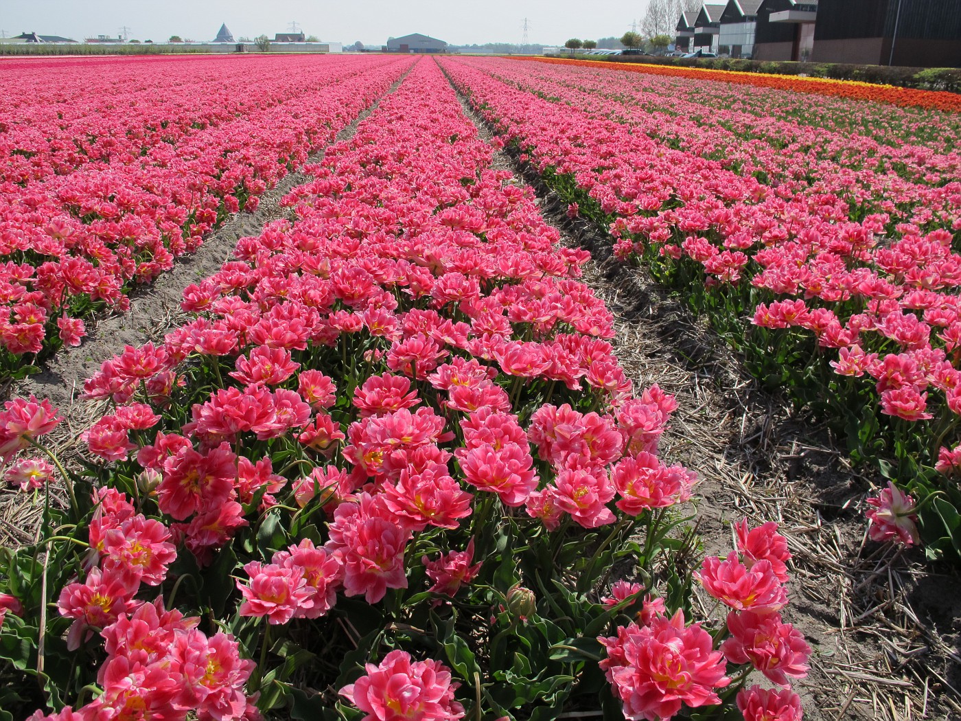 Photo: bollen 029 | wandeling bollenvelden album | gert | Fotki.com ...