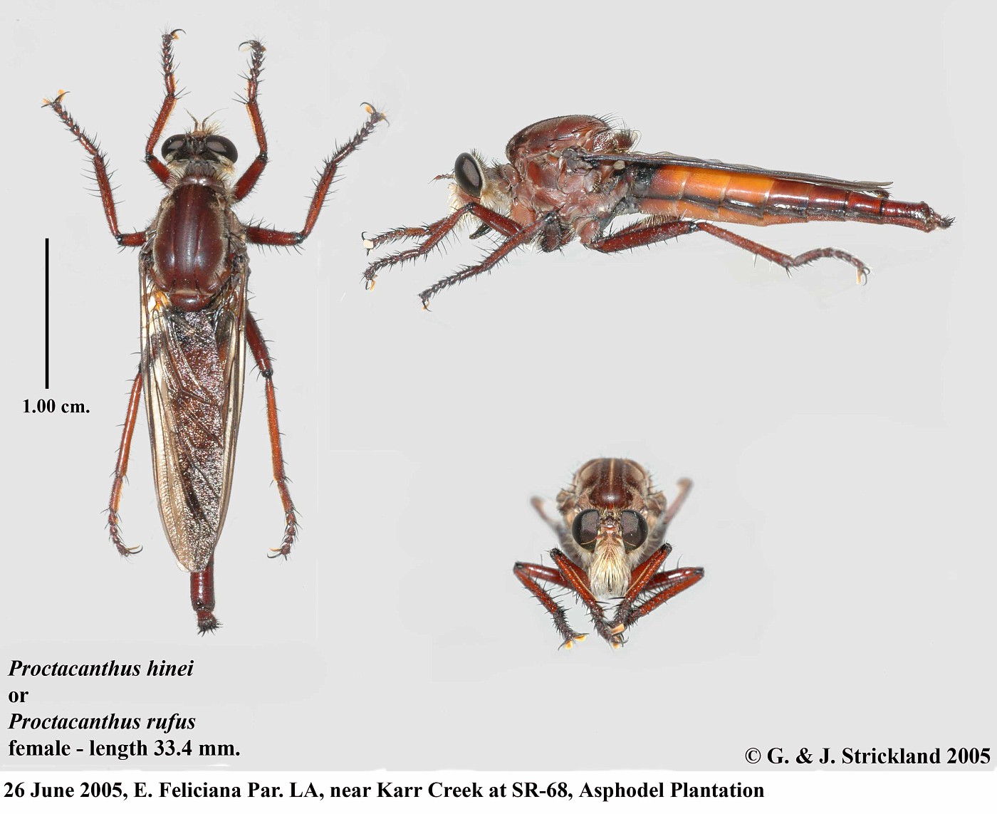 Photo: 0040b or 50b Proctacanthus sp female 01 | Asilidae (Robber Flies ...