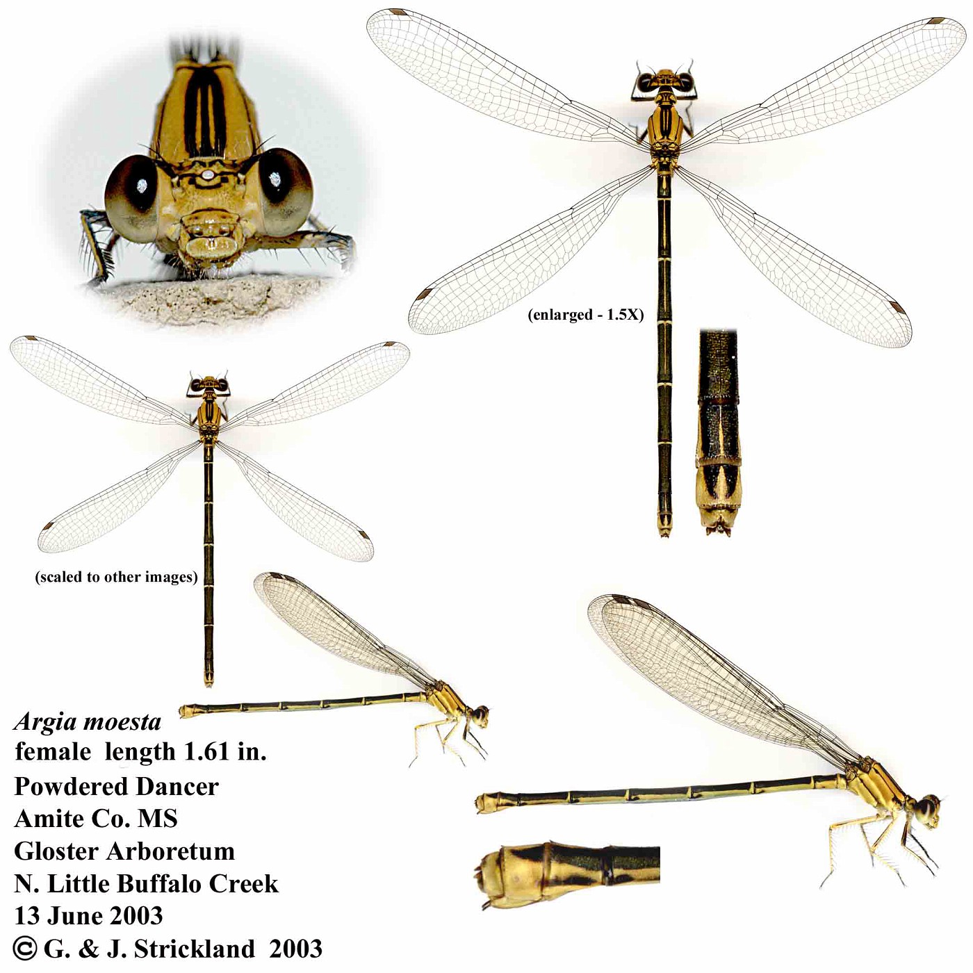 Photo: A. moesta female #1 (Powdered Dancer) | 3. Damselfly scans #2 ...