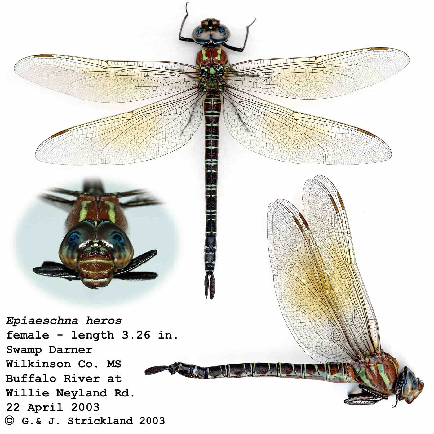 Photo: E. heros female (Swamp Darner) | 6. Dragonfly scans #1 album | G ...