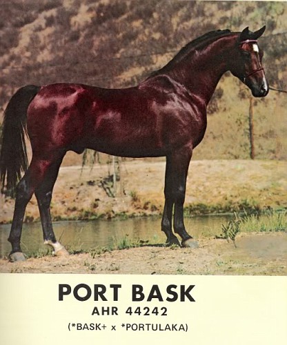 Photo: PORT BASK #44242 (*Bask++ x *Portulaka, by Faher) 1967-1993 bay ...