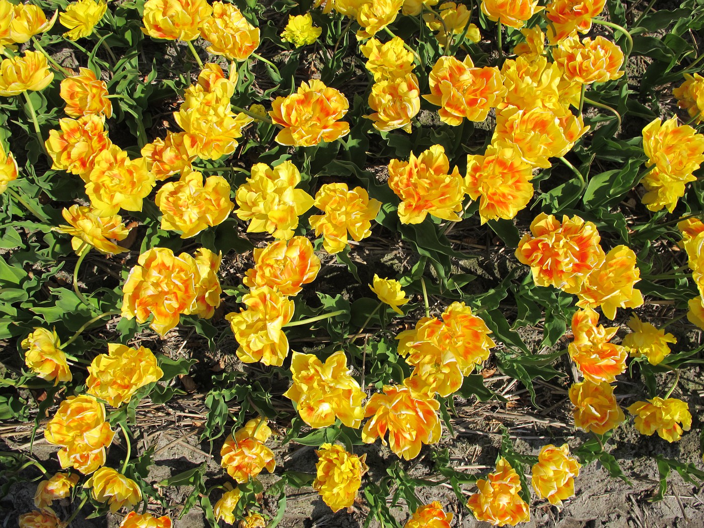 Photo: bollen 031 | wandeling bollenvelden album | gert | Fotki.com ...