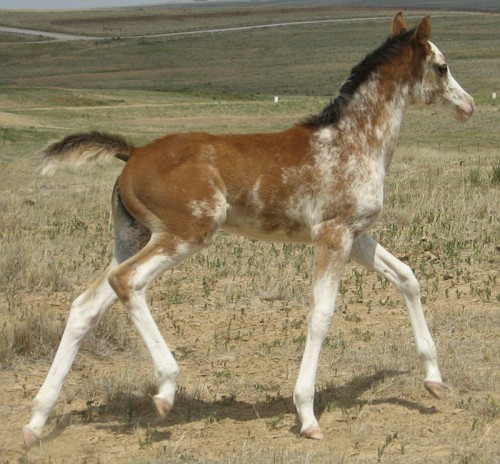 Bay Sabino Horse