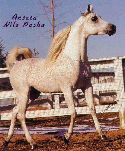 Photo: ANSATA NILE PASHA #304261 (*Jamilll x Ansata Nile Dream, by ...