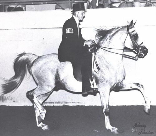 Photo: *WIRAZ+ #35792 (Comet x Wielka Zorza, by Wielki Szlem) 1959-1981 ...