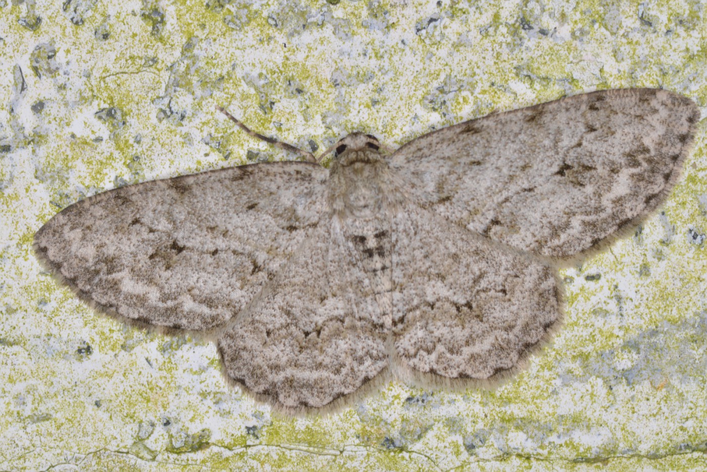 Photo: The Small Engrailed Ectropis crepuscularia backyard 7/27/2017 ...