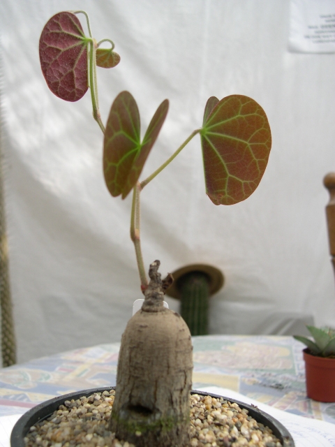 Photo: Tylosema fassoglensis | Caudex and Fat plants. album | Cok ...