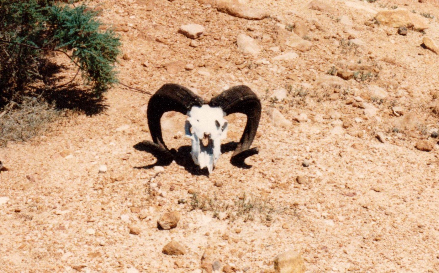 Photo: Crook ram on Nonning | Nonning Station album | ooO(PETER)Ooo ...