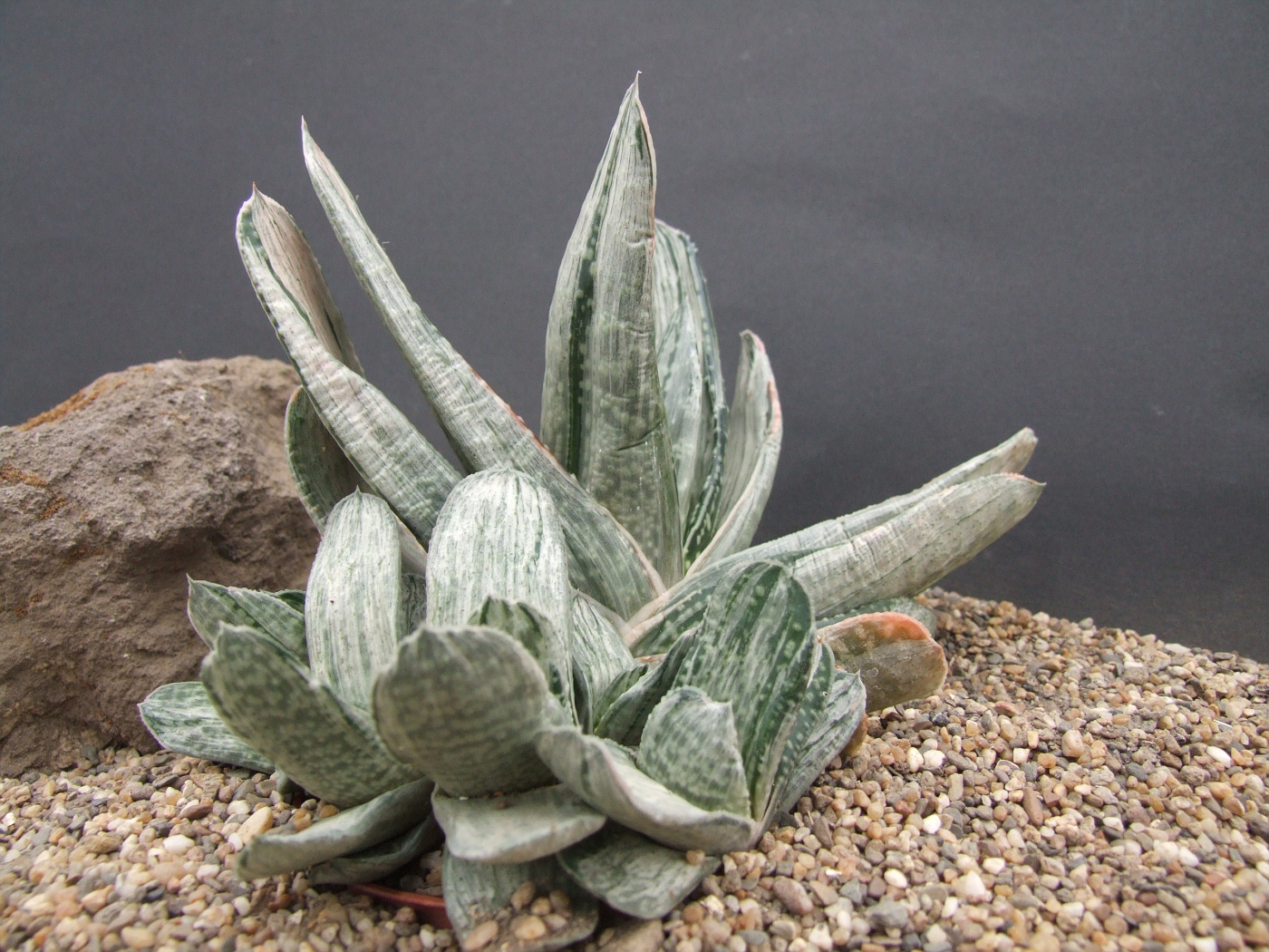Photo: Gasteria 'Japonsico' | Y Gasteria + x Gastrolea Hybrids album ...