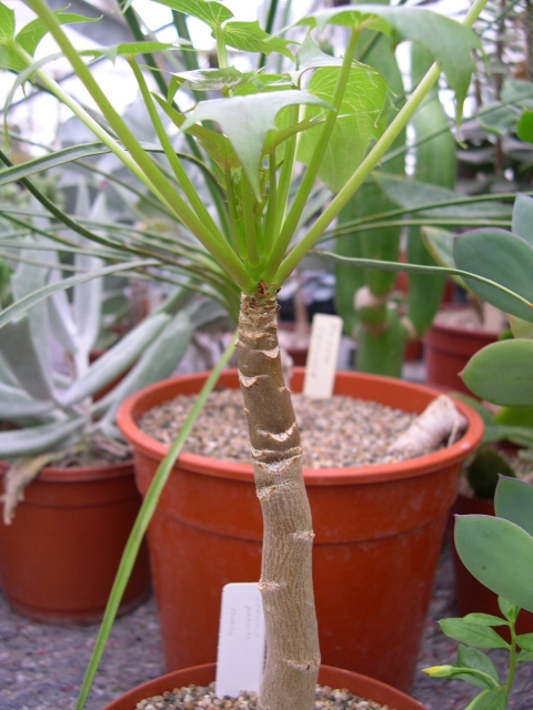 Photo: Senecio praecox GR | Kleinia - Senecio. album | Cok ...