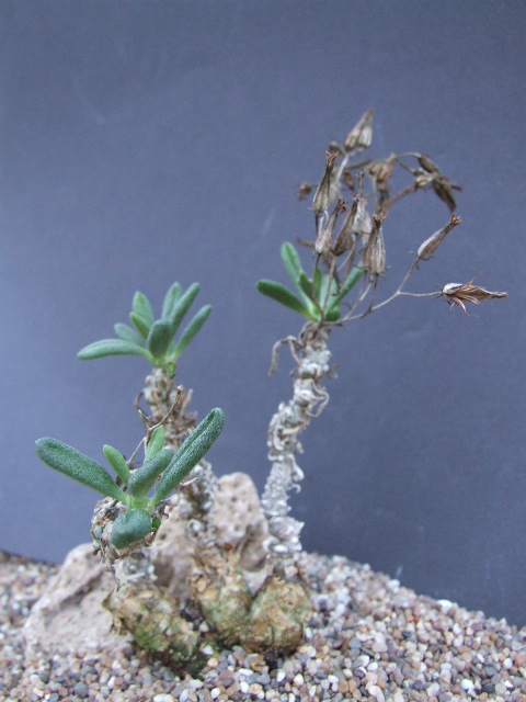 Photo: Tylecodon sulphureus. Pofadder | Tylecodon. album | Cok ...