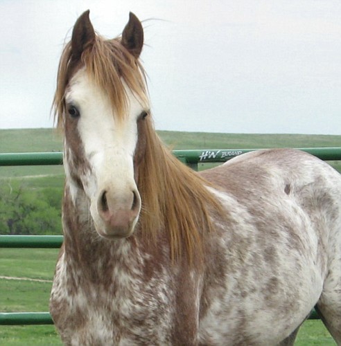 Photo: WINDSONG FIREFROST #609803 (HAAP Ibn Farrago x Rafaleh) 2004 ...