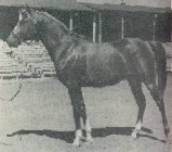 Photo: CASINO #10338 (*Witez II x Atabi, by *Raseyn) 1955 chestnut ...
