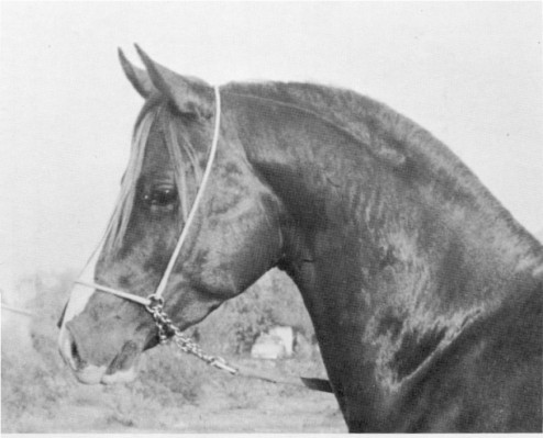 Photo: WISAOUD 1961 chestnut stallion (Islam x Bint Witez, by *Witez II ...
