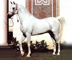 Arabian Horse: *Morafic album | Hypoint | Fotki.com, photo and video ...