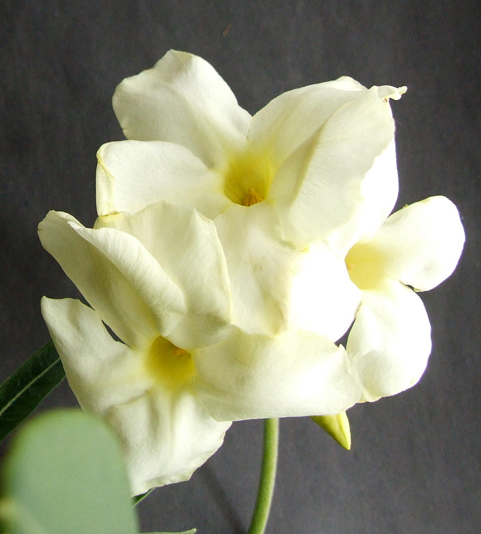 Photo: Pachypodium inopinatum | Pachypodium. album | Cok Grootscholten ...