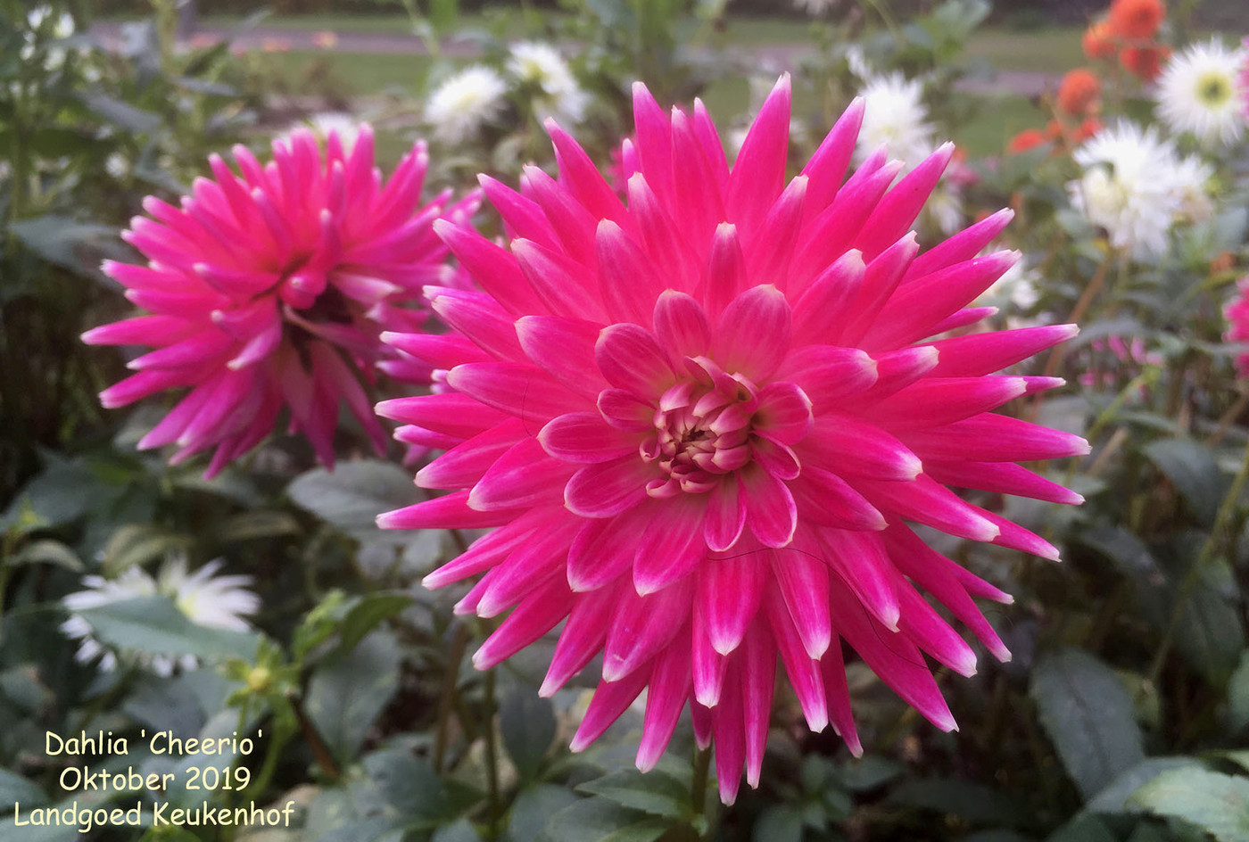 Photo: Dahlia 'Cheerio' | Dahlia (hybrid cultivars) album | Nora Goosen ...