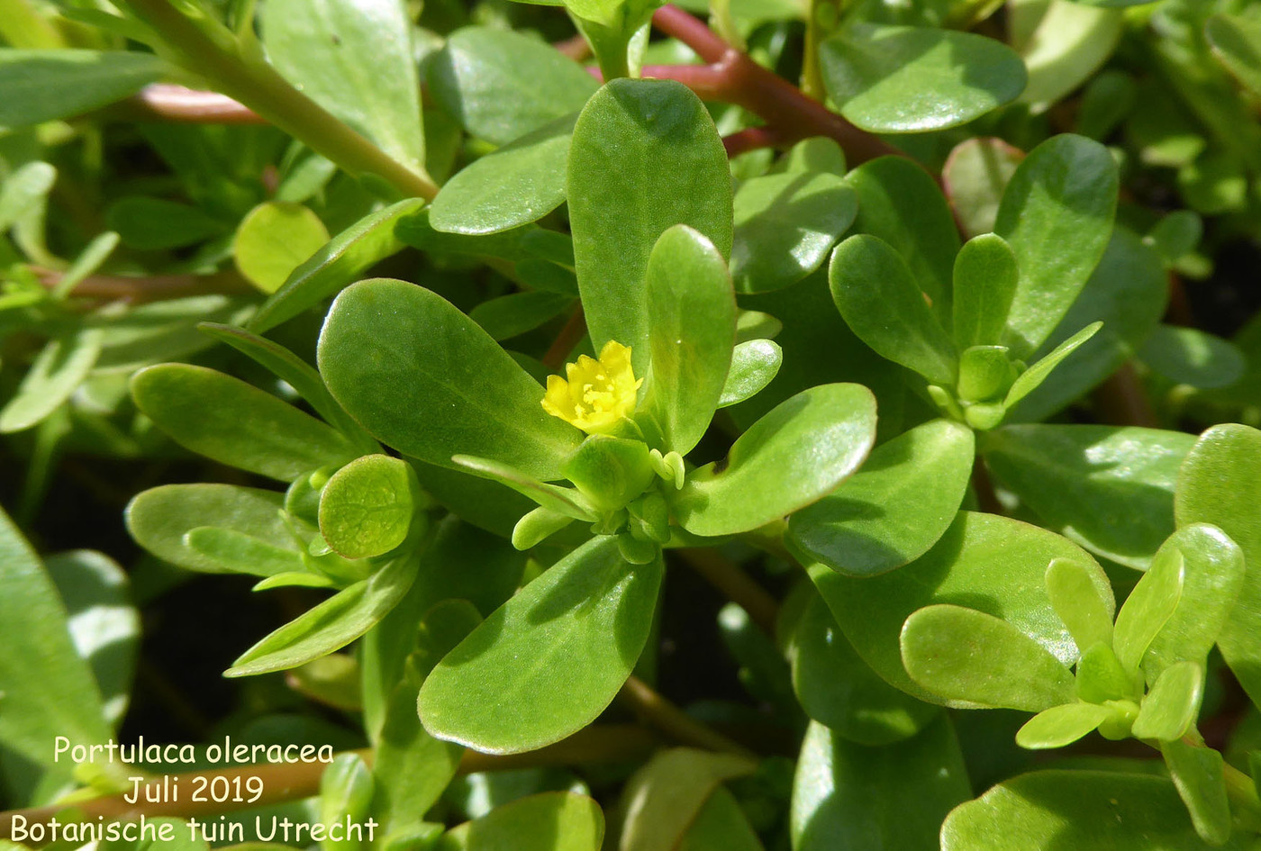 Photo: Portulaca oleracea | Portulaca album | Nora Goosen
