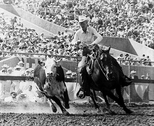 Photo: RONTEZA #9067 (*Witez II x Ronna, by Faronek) 1954 bay mare bred ...