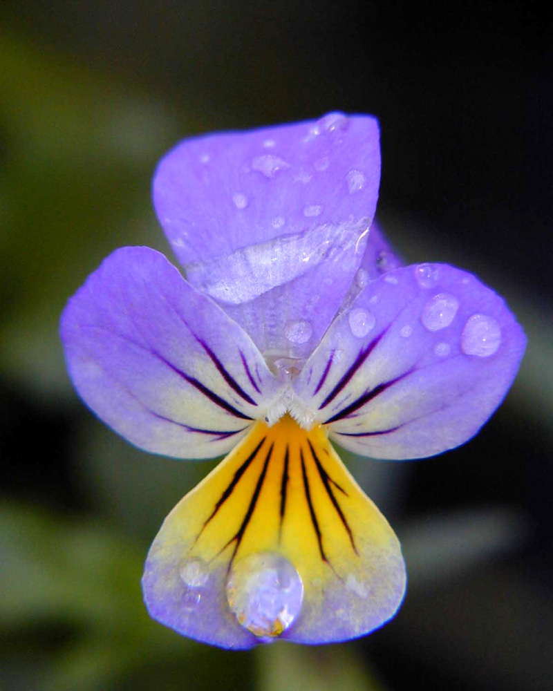 Photo: Image022 copy | Flowers album | John | Fotki.com, photo and ...