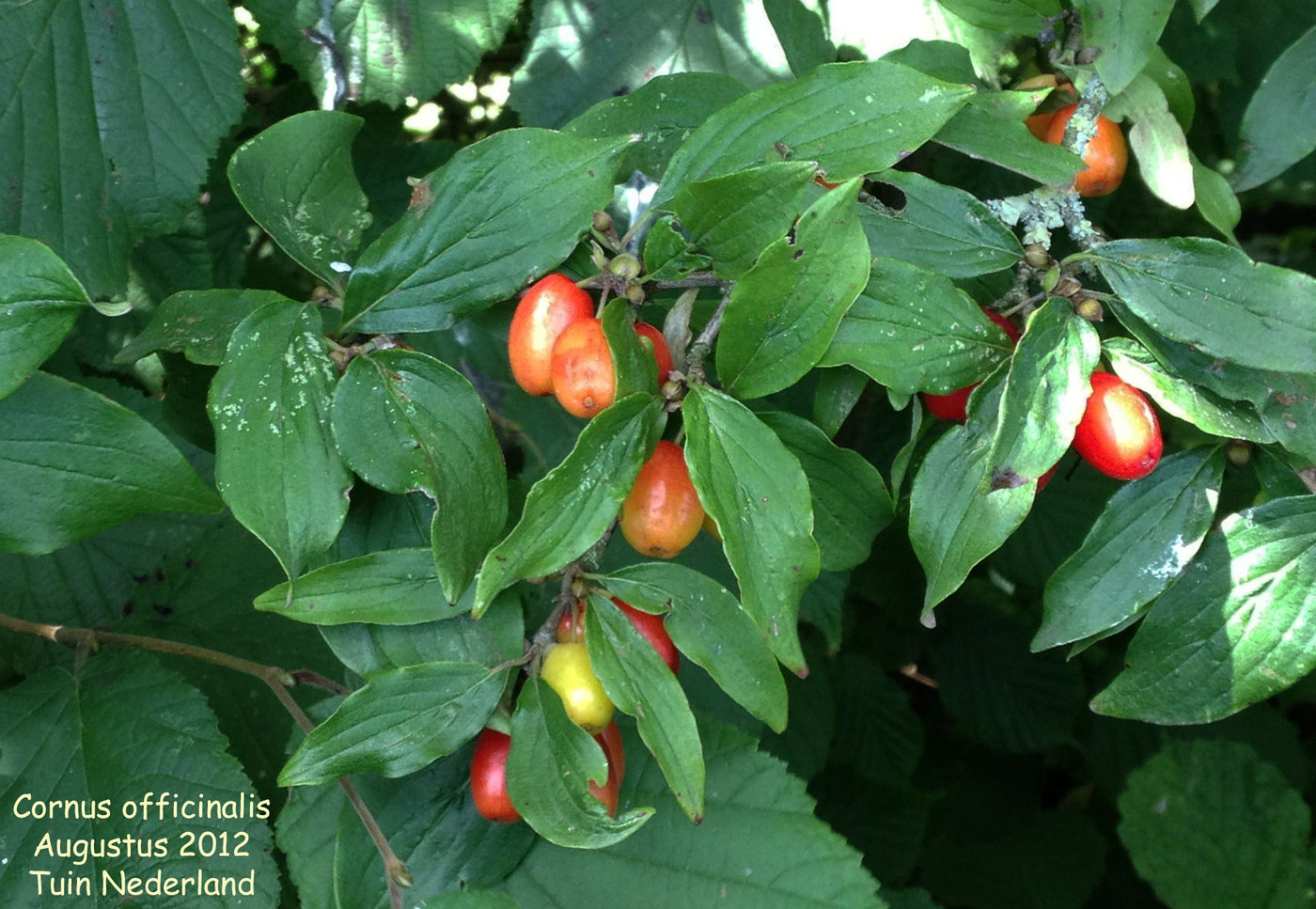 Photo: Cornus officinalis (fruit) | Cornus album | Nora Goosen | Fotki.com, photo and video ...
