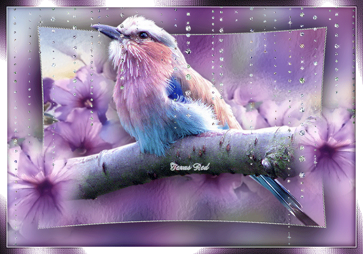 Photo Karenanimatedlilacrainbird1 Birds And Butterflies Album Dewlap60