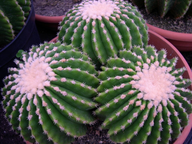 Home & Living Plants Outdoor & Gardening inermis echinocactus grusonii ...