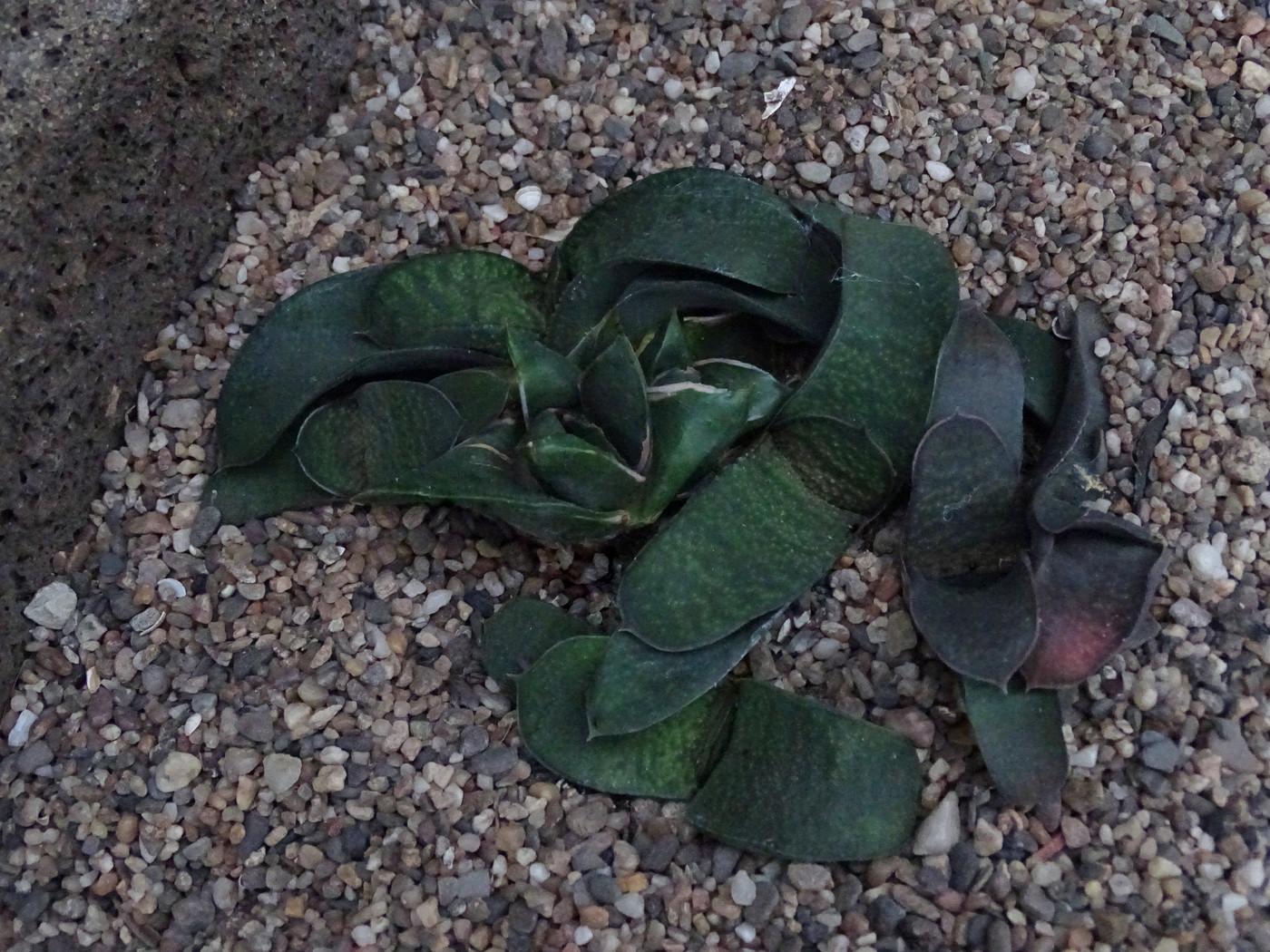 Photo: Gasteria nitida fa. variegata | X Gasteria fa. variegata album ...