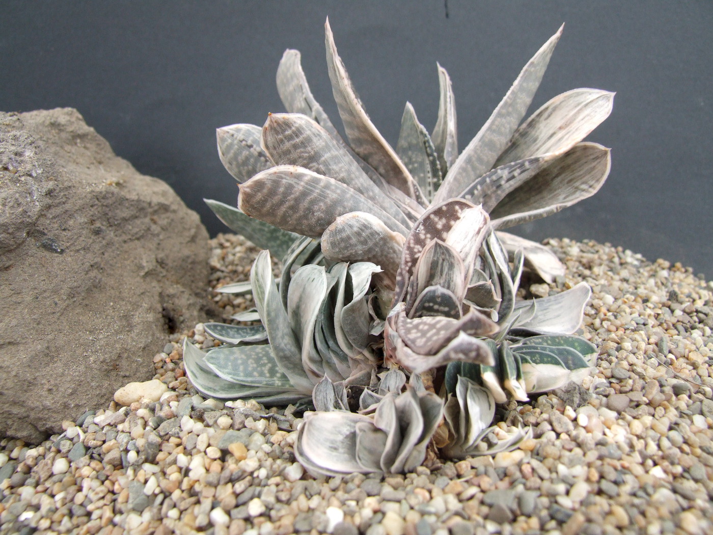 Photo: Gasteria 'Araiso-no-Matsu’ as 'Corregate' | Z Gasteria Hybrids ...