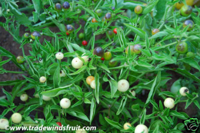 Photo: Marbles Pepper 2 | Chili Pepper Plants album | TheNewcityFamily ...