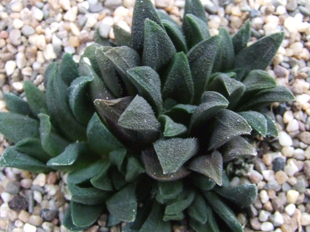 Photo: Haworthia floribunda X magnifica v. atrofusca | Haw Fam. all ...