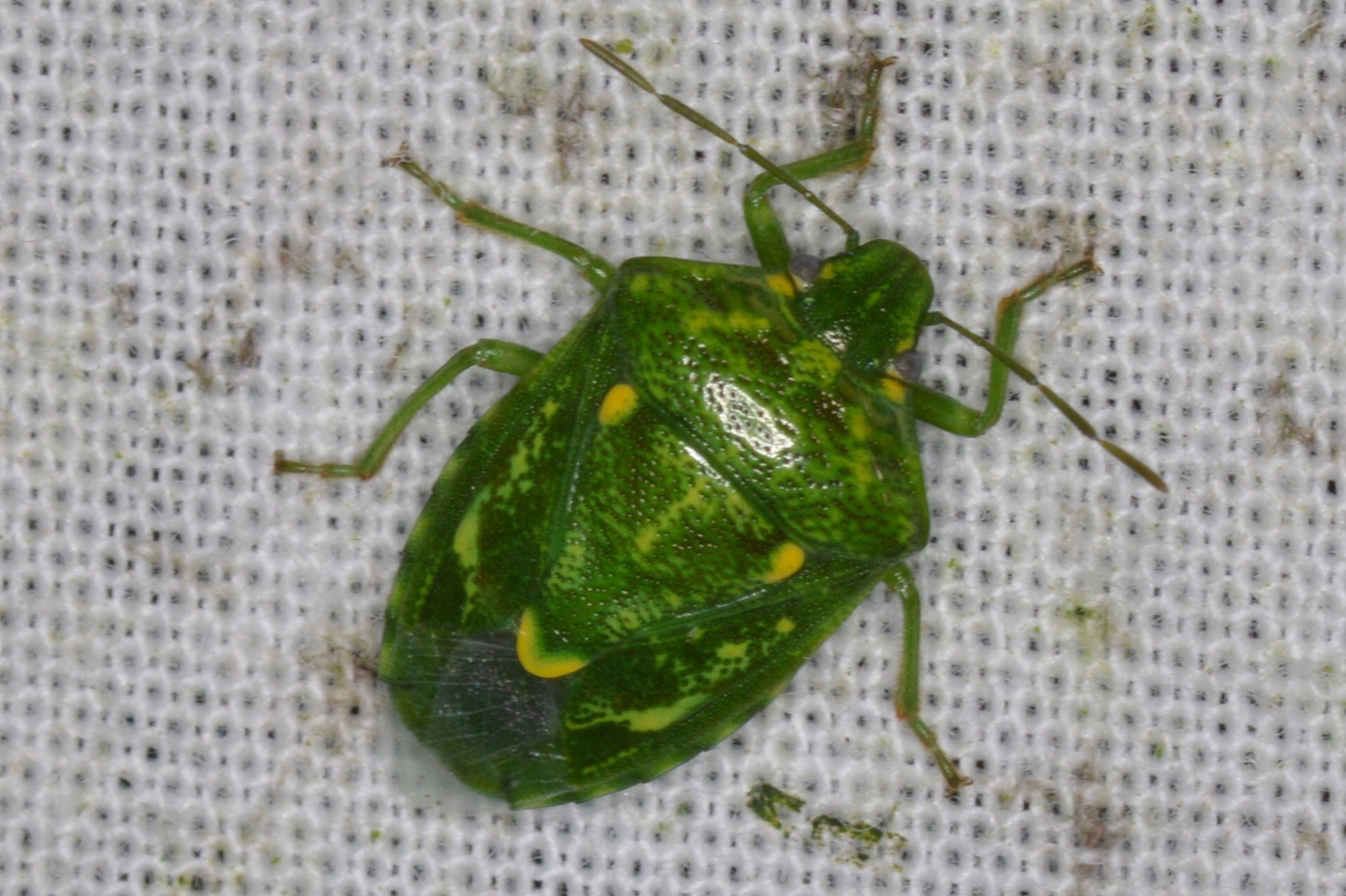 Photo: Juniper Stink Bug Banasa euchlora backyard 7/17/2020 | Insects ...