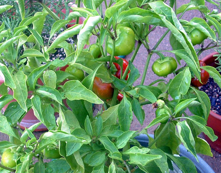 Photo: MINI CHOCOLATE BELL PEPPER baby-bell-pepper1 | Pepper pics album ...