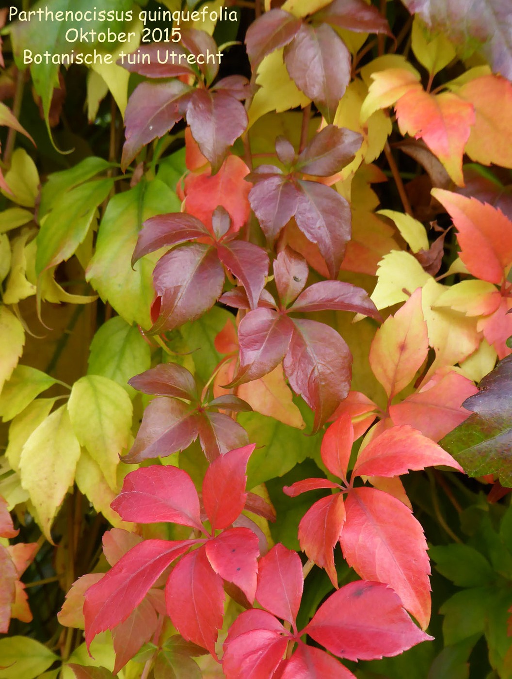 Photo: Parthenocissus quinquefolia | Z. Vitaceae (others) album | Nora ...