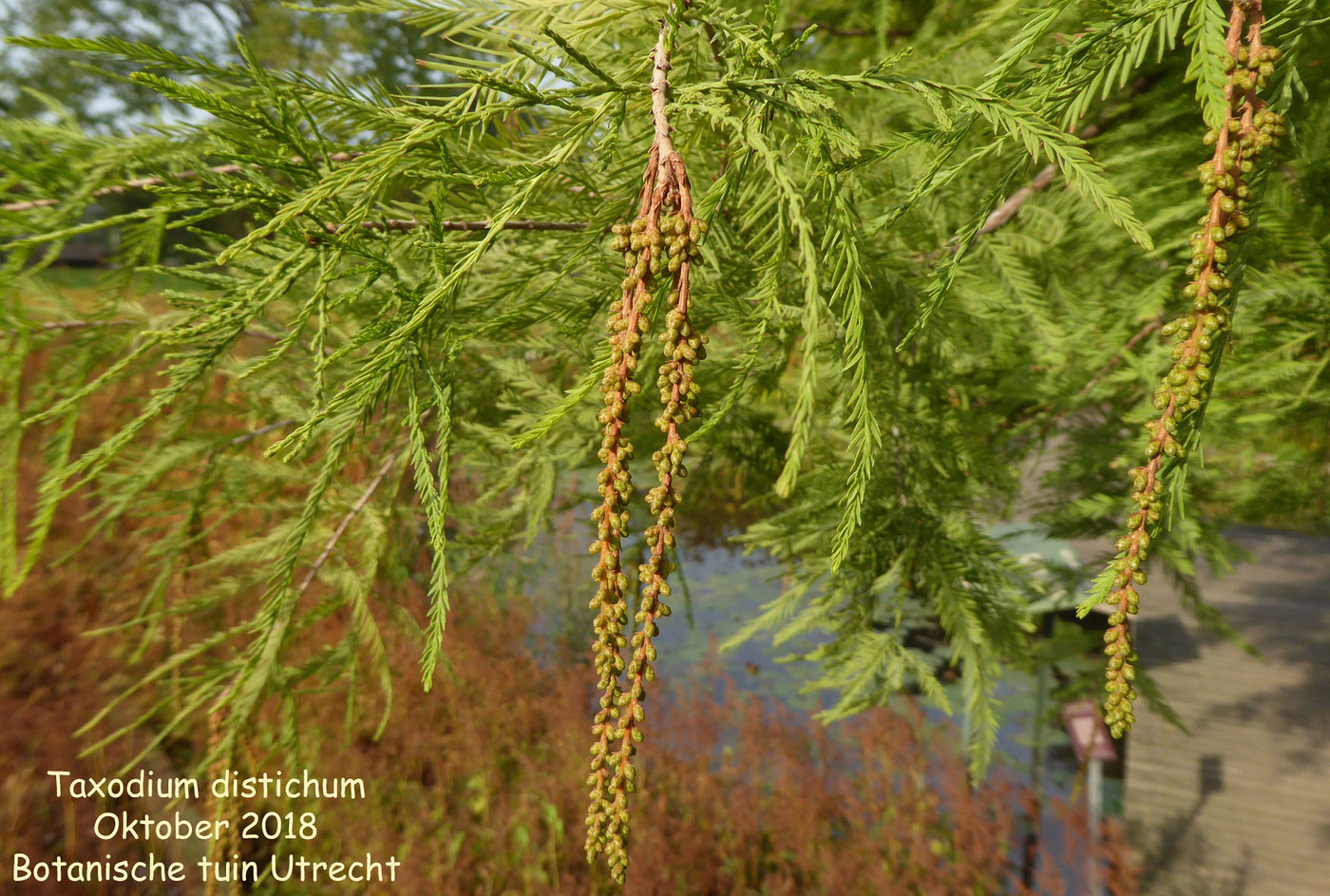 Bald Cypress Male Flowers | Best Flower Site