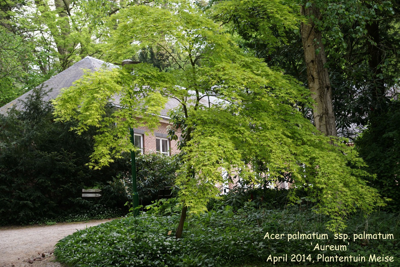 Acer palmatum (cultivars) album | Nora Goosen | Fotki.com, photo and ...