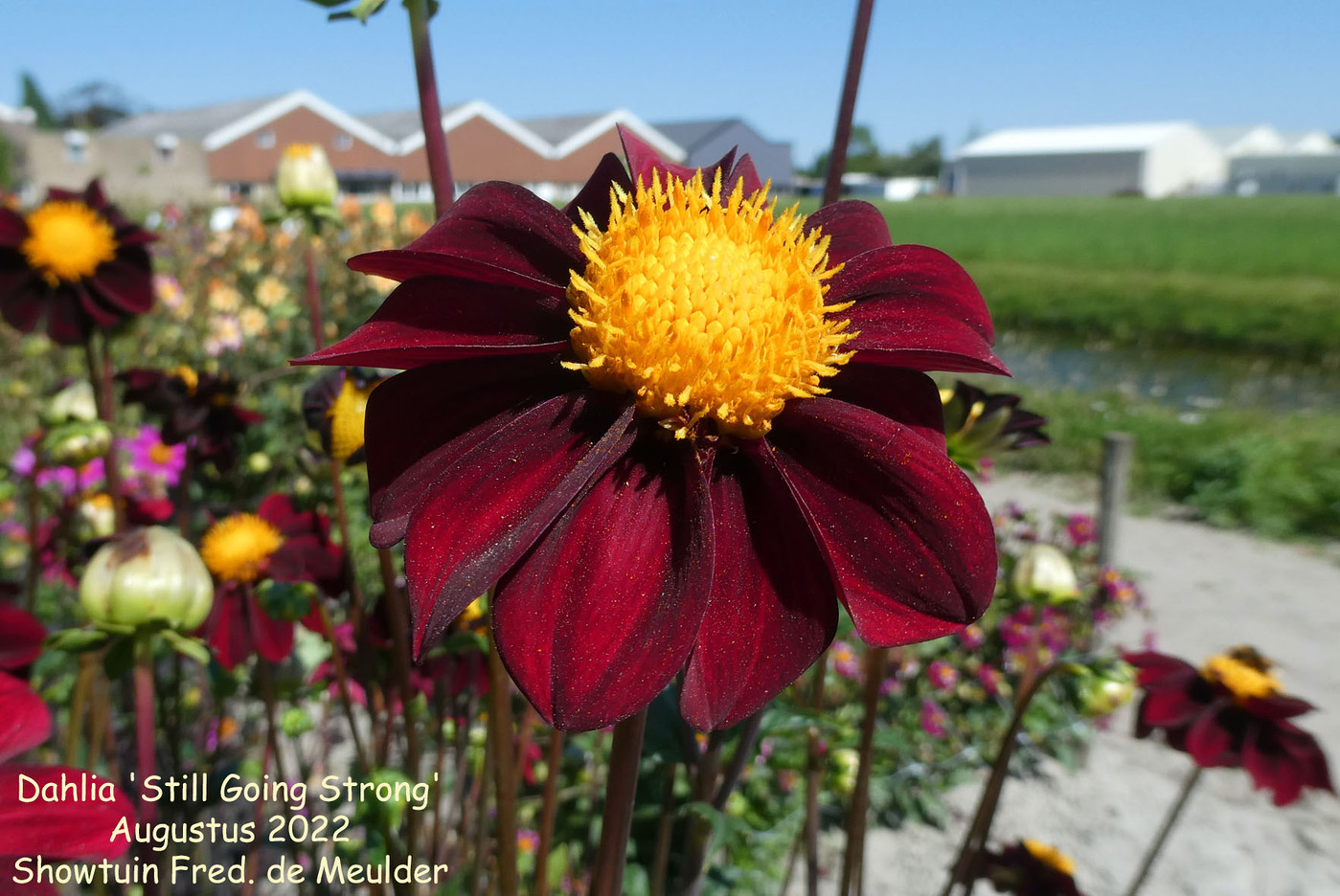 Photo: Dahlia 'Still Going Strong' | Dahlia (hybrid cultivars) album ...