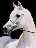 Arabian Horse: *Morafic album | Hypoint | Fotki.com, photo and video ...