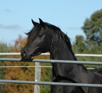 Photo: PIONEER ECLIPSE black stallion (The Pioneer V x Avatar Poinciana ...
