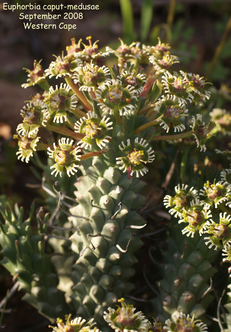Euphorbia Caput Medusae