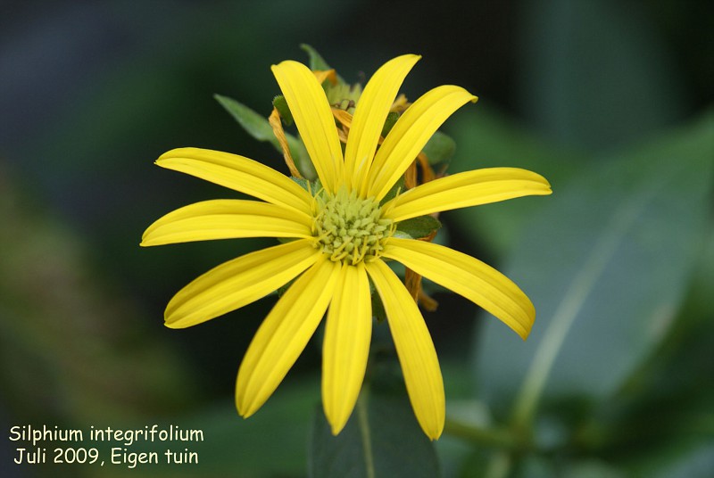 Photo: Silphium integrifolium | Silphium album | Nora Goosen