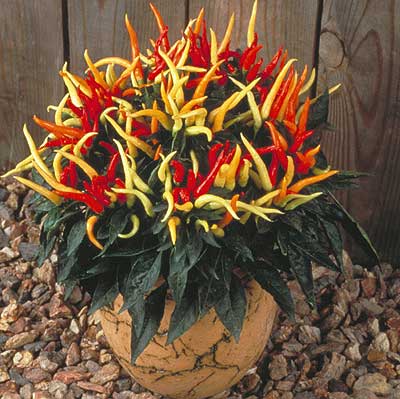 Photo: MEDUSA | Chili Pepper Plants album | TheNewcityFamily | Fotki ...