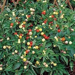 Photo: Marbles Pepper 3 | Chili Pepper Plants album | TheNewcityFamily ...